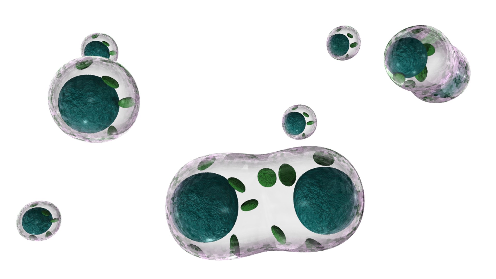Somatic Fusion Protoplast 3d Model