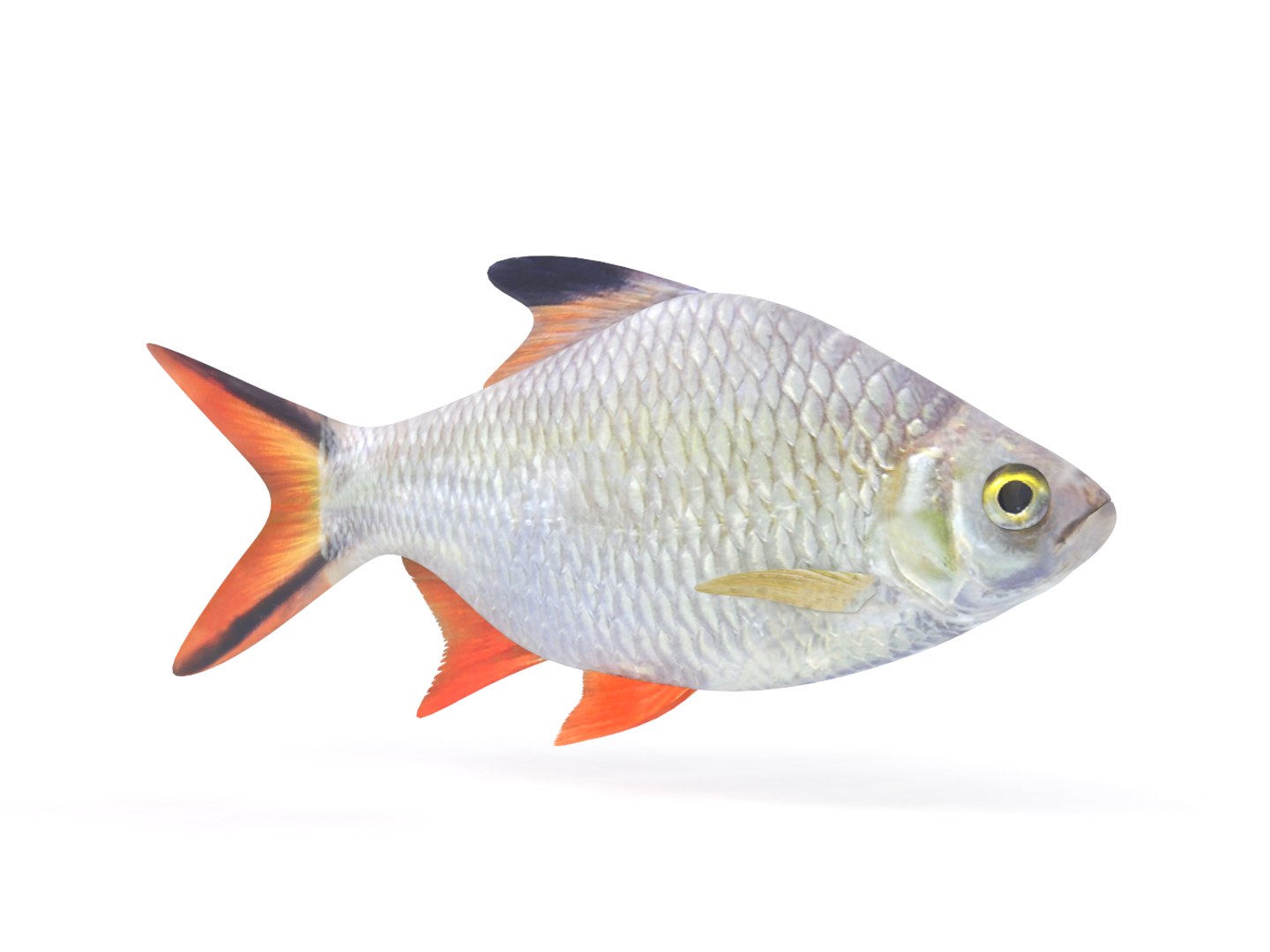 Tinfoil Barb Fish 3D Model - TurboSquid 1546476