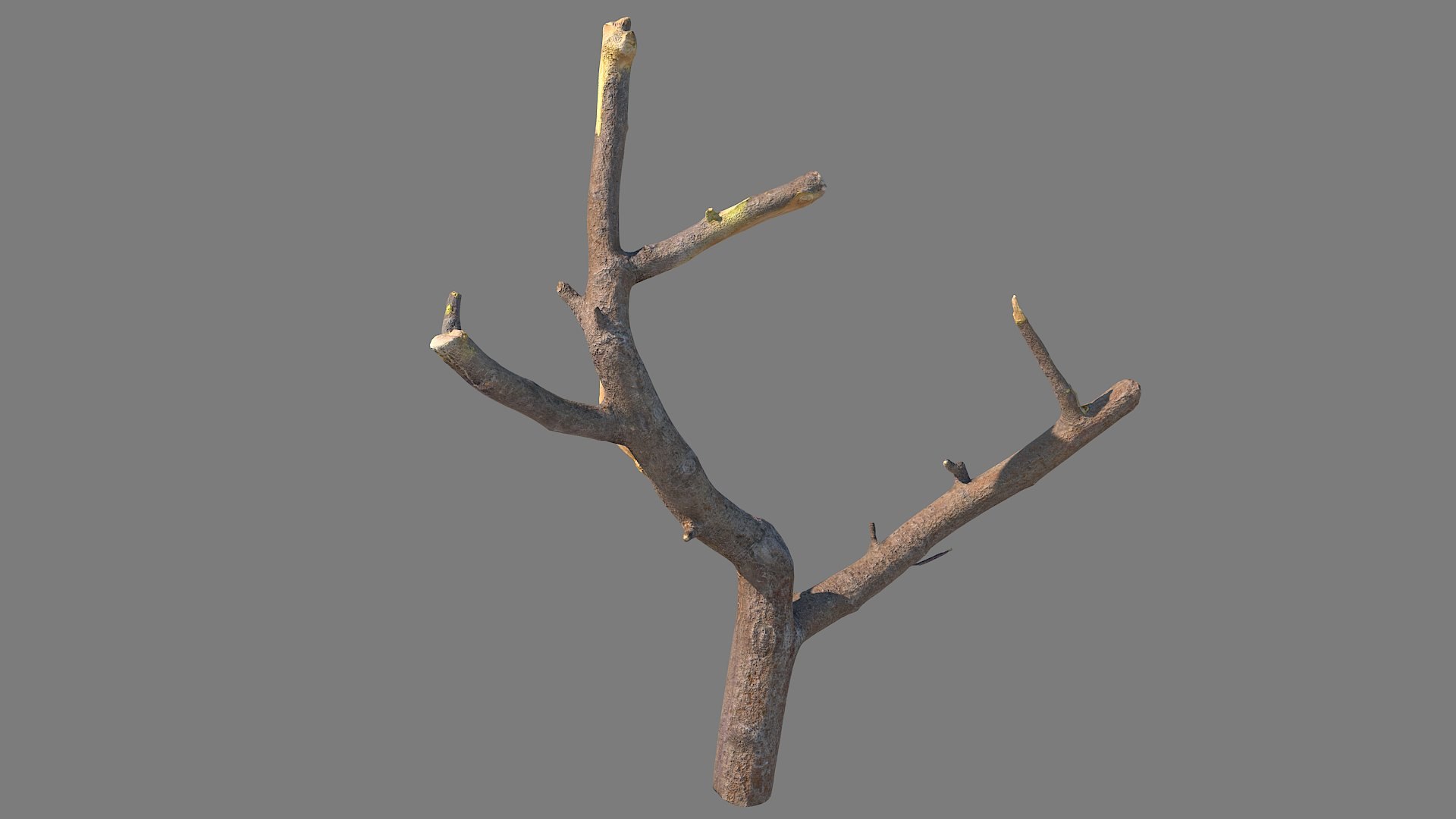 Twig Scanned 29 3D - TurboSquid 2088504