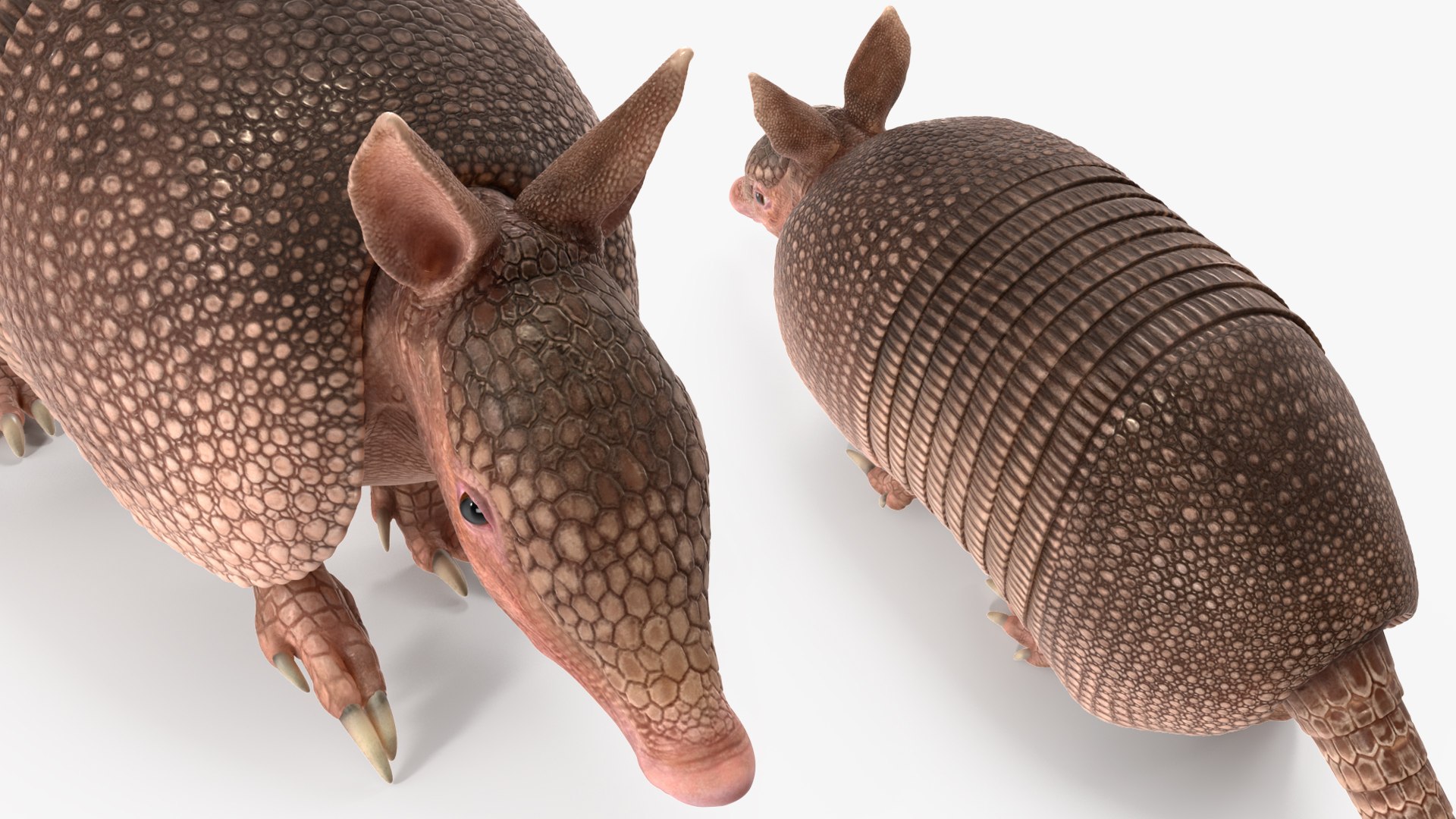 3D Armadillo In Walking Pose Pink - TurboSquid 2248317