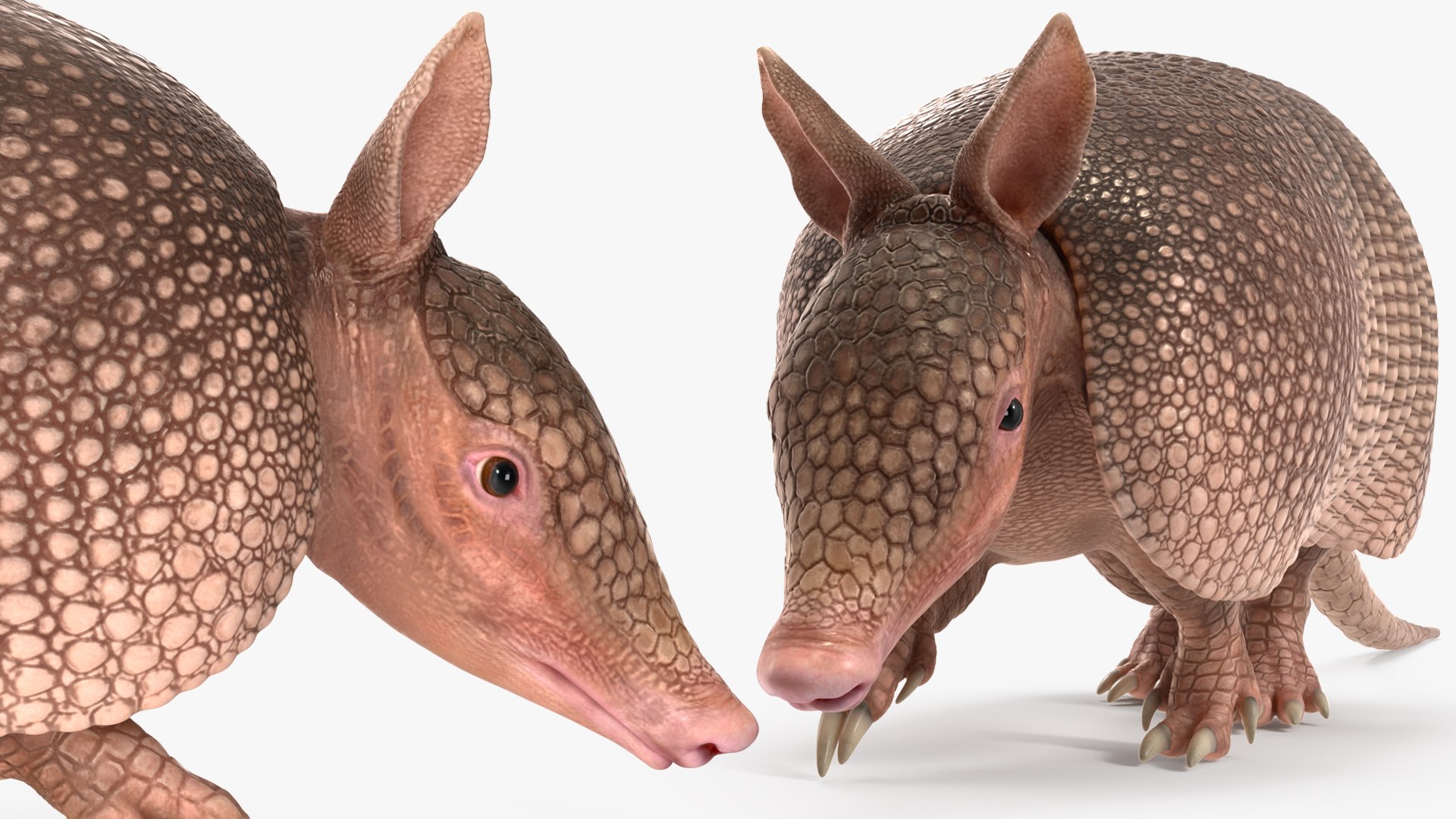 3D Armadillo In Walking Pose Pink - TurboSquid 2248317