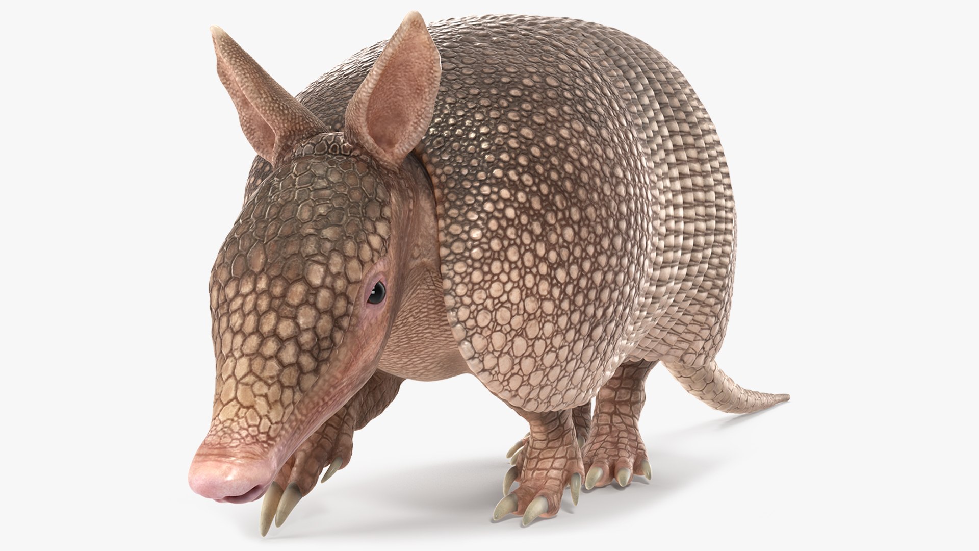 3D Armadillo In Walking Pose Pink - TurboSquid 2248317