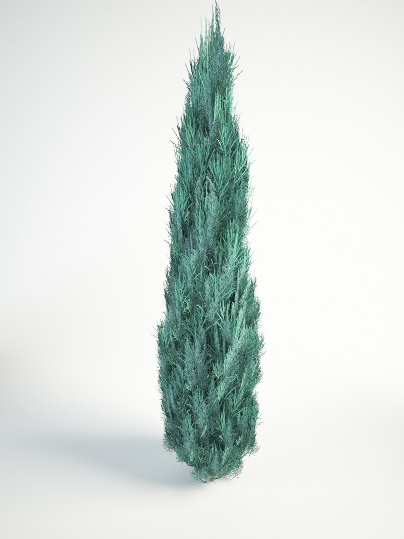 3D Rocky Mountain Juniper Blue - TurboSquid 1442776