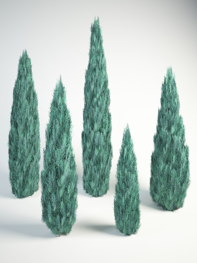 3D Rocky Mountain Juniper Blue - TurboSquid 1442776