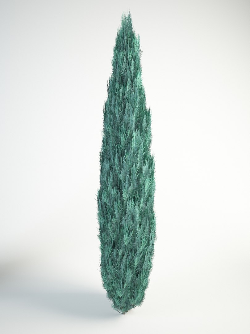 3D Rocky Mountain Juniper Blue - TurboSquid 1442776