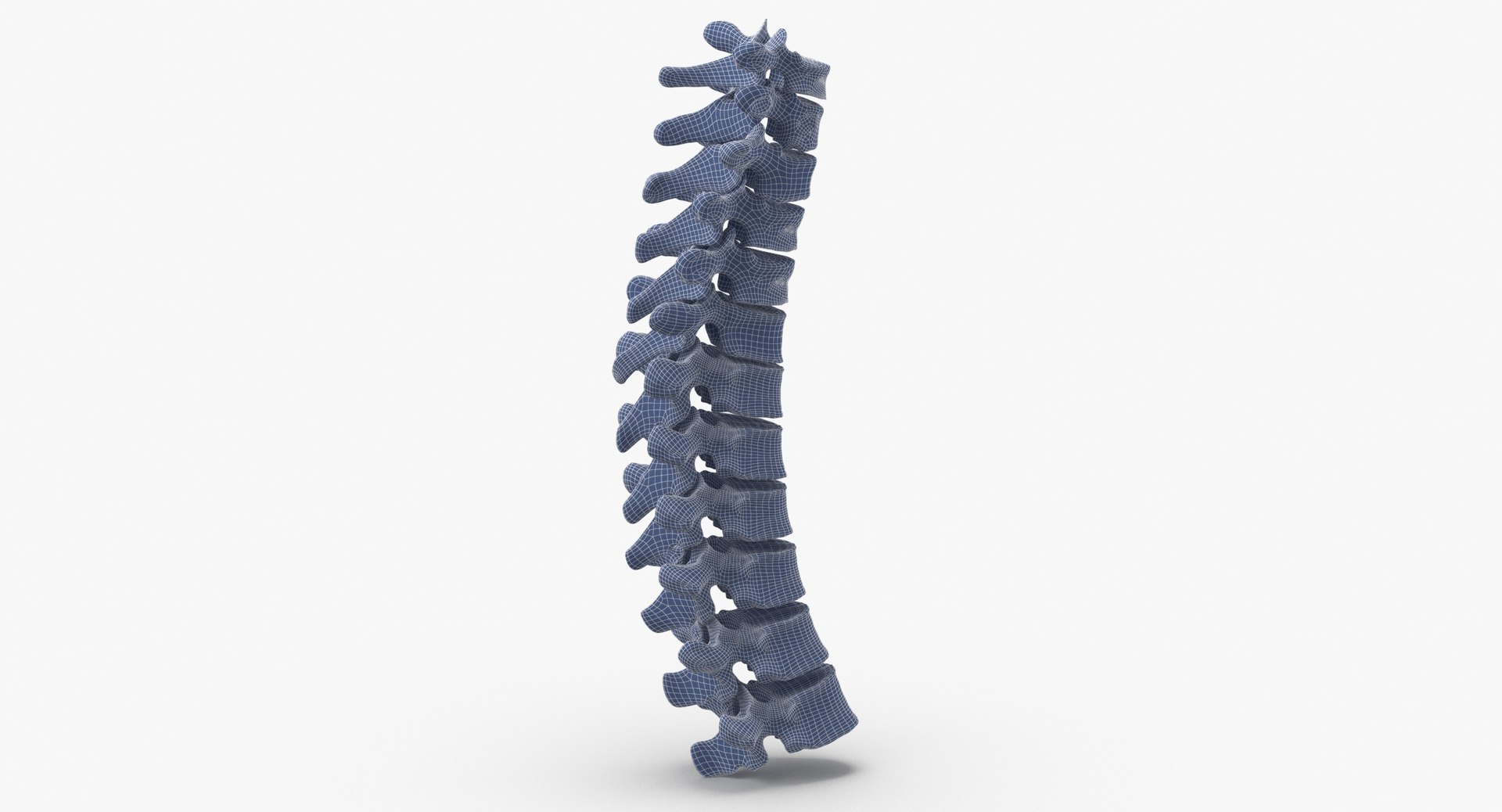 3D Model Real Human Thoracic Vertebrae - TurboSquid 1636742