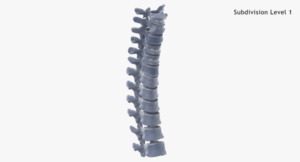 3D model real human thoracic vertebrae - TurboSquid 1636742
