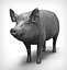 3D Model Pig Realistic - TurboSquid 1210704