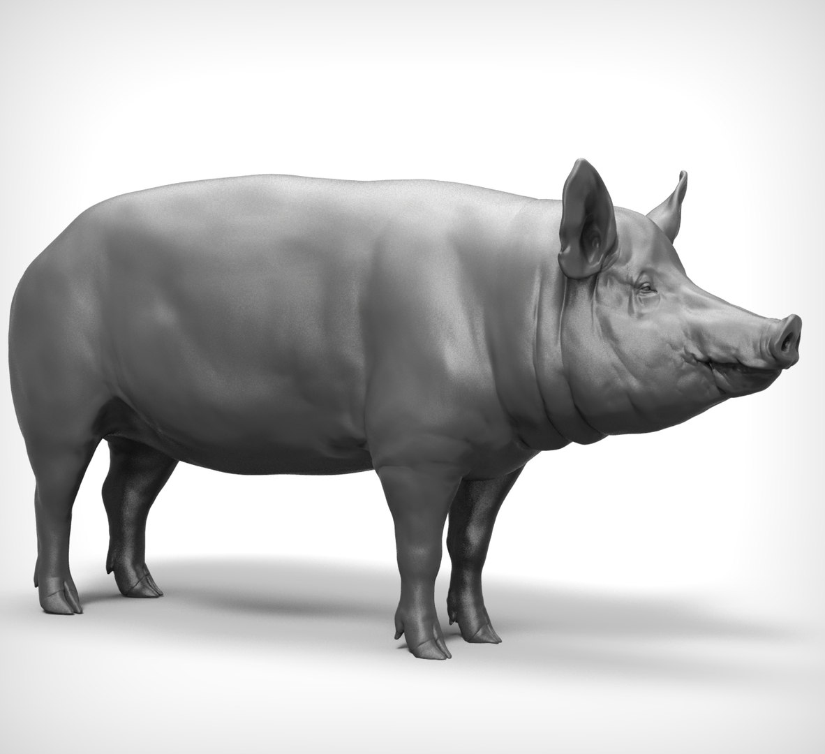 3D Model Pig Realistic - TurboSquid 1210704