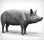 3D Model Pig Realistic - TurboSquid 1210704
