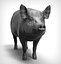 3D Model Pig Realistic - TurboSquid 1210704