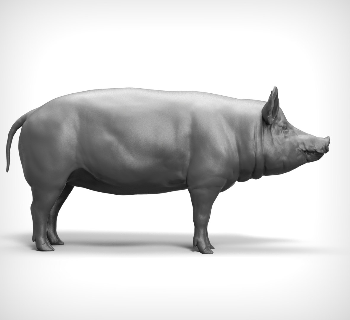 3D Model Pig Realistic - TurboSquid 1210704