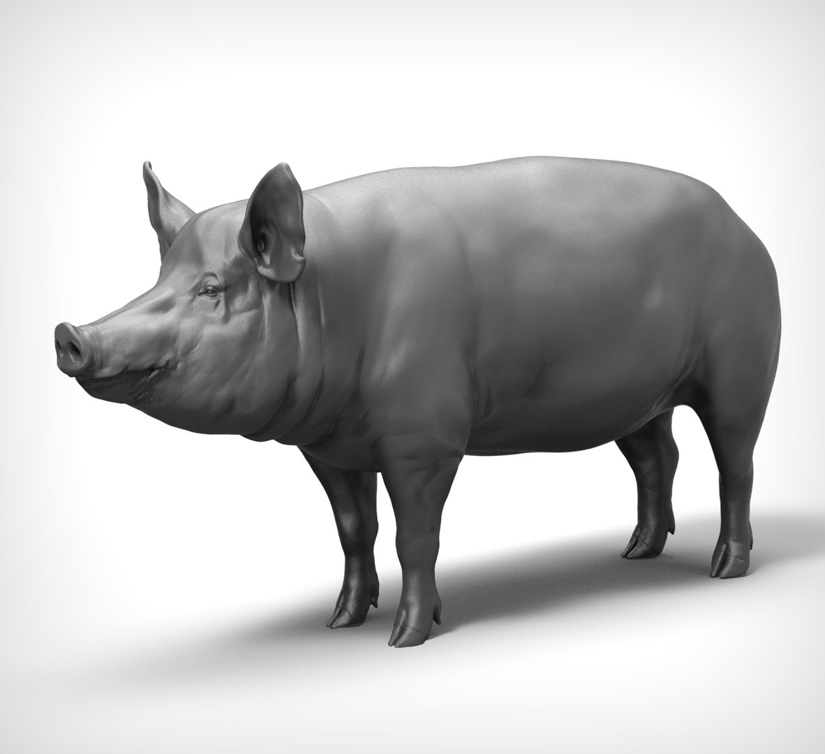 3D Model Pig Realistic - TurboSquid 1210704