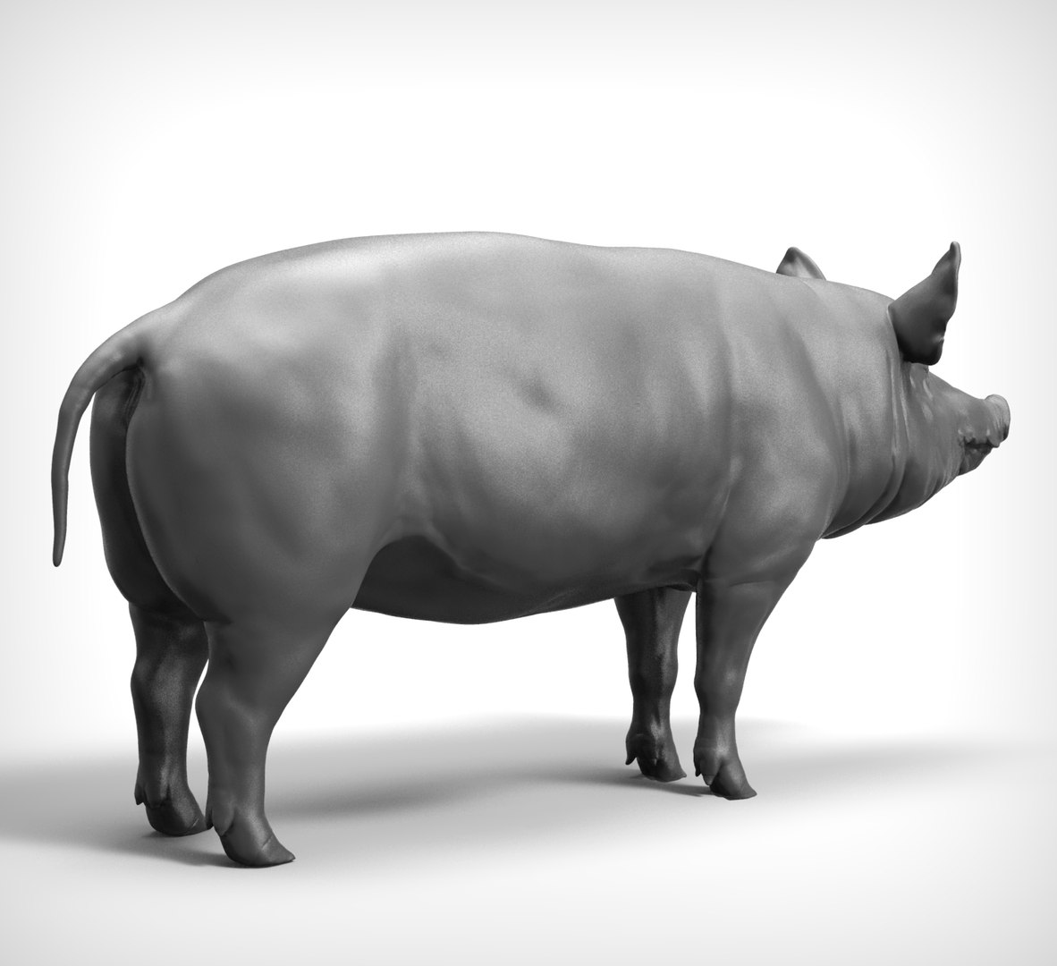3D Model Pig Realistic - TurboSquid 1210704