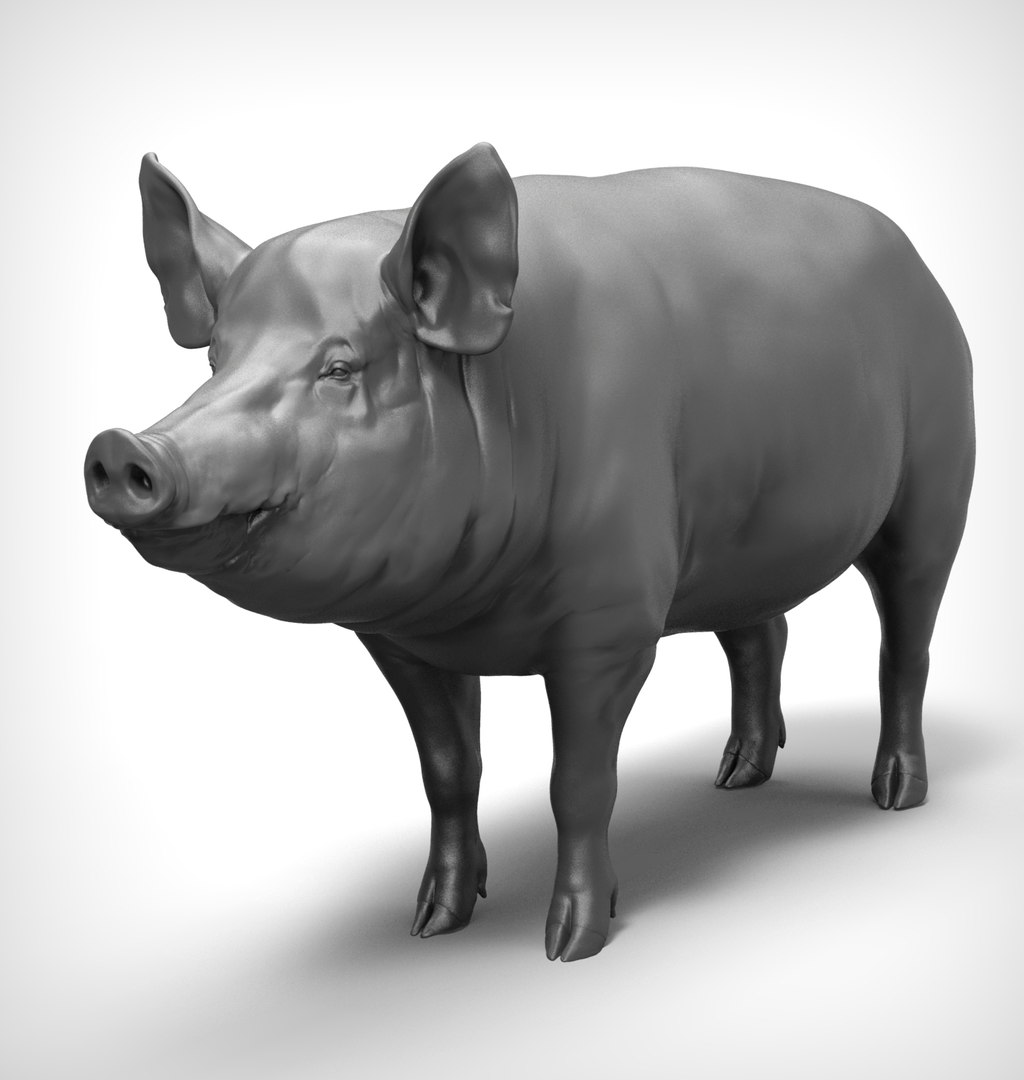 3D Model Pig Realistic - TurboSquid 1210704