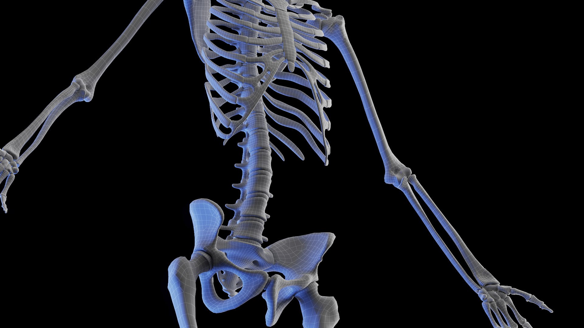 3D Human Female Skeletal System - TurboSquid 2010334