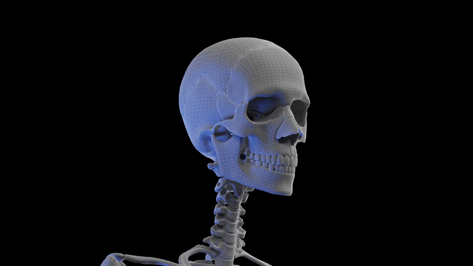 3D Human Female Skeletal System - TurboSquid 2010334
