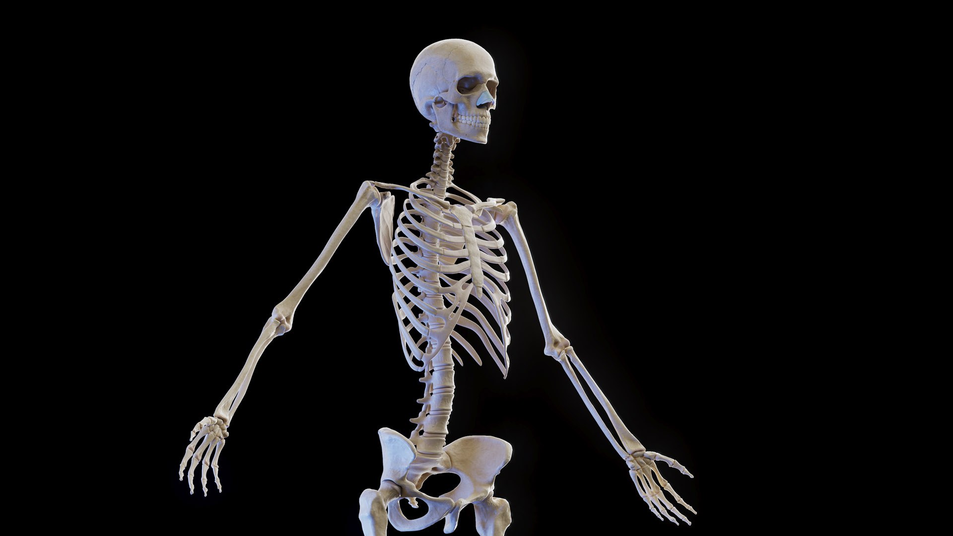 3D Human Female Skeletal System - TurboSquid 2010334