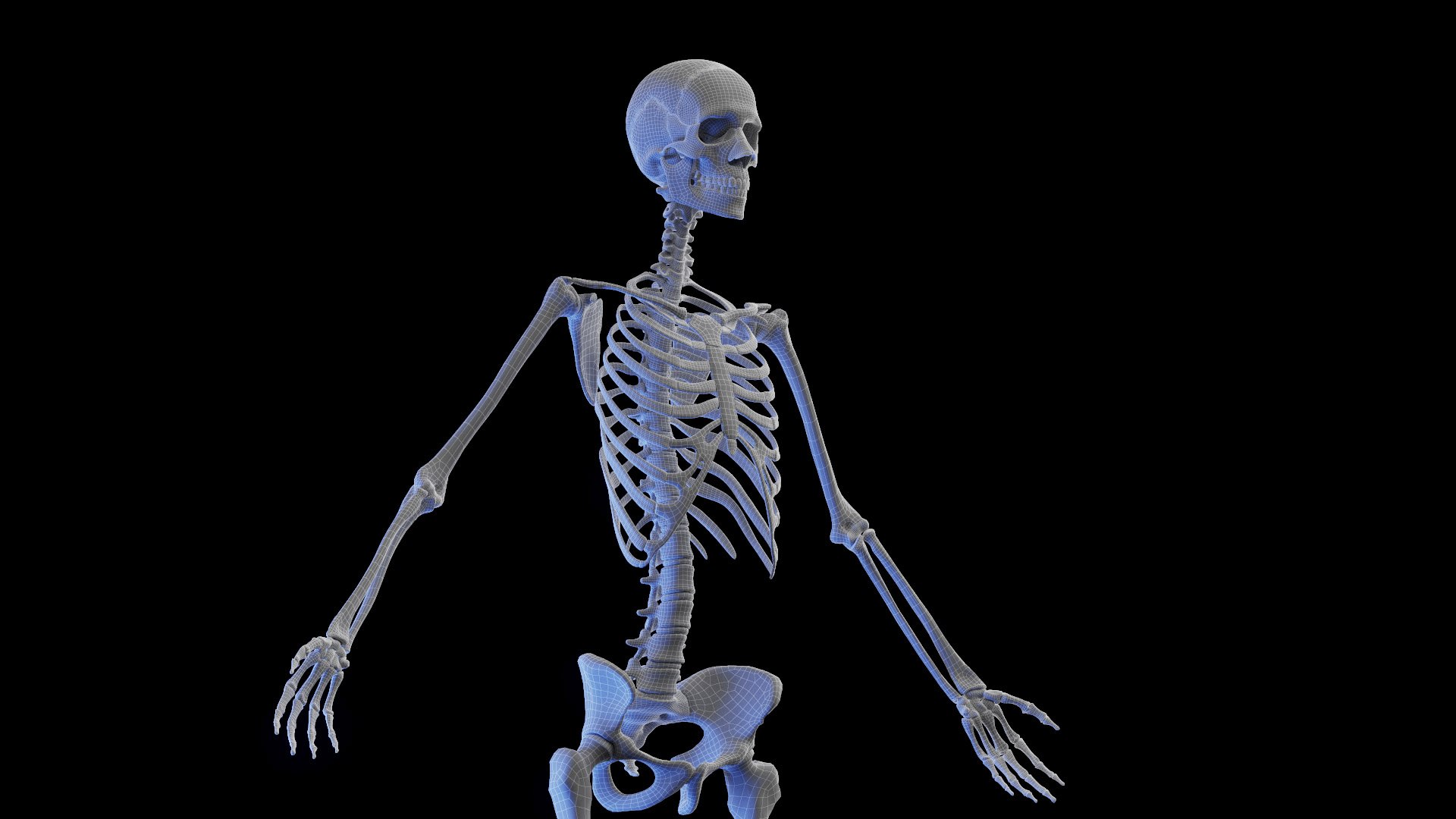 3D Human Female Skeletal System - TurboSquid 2010334