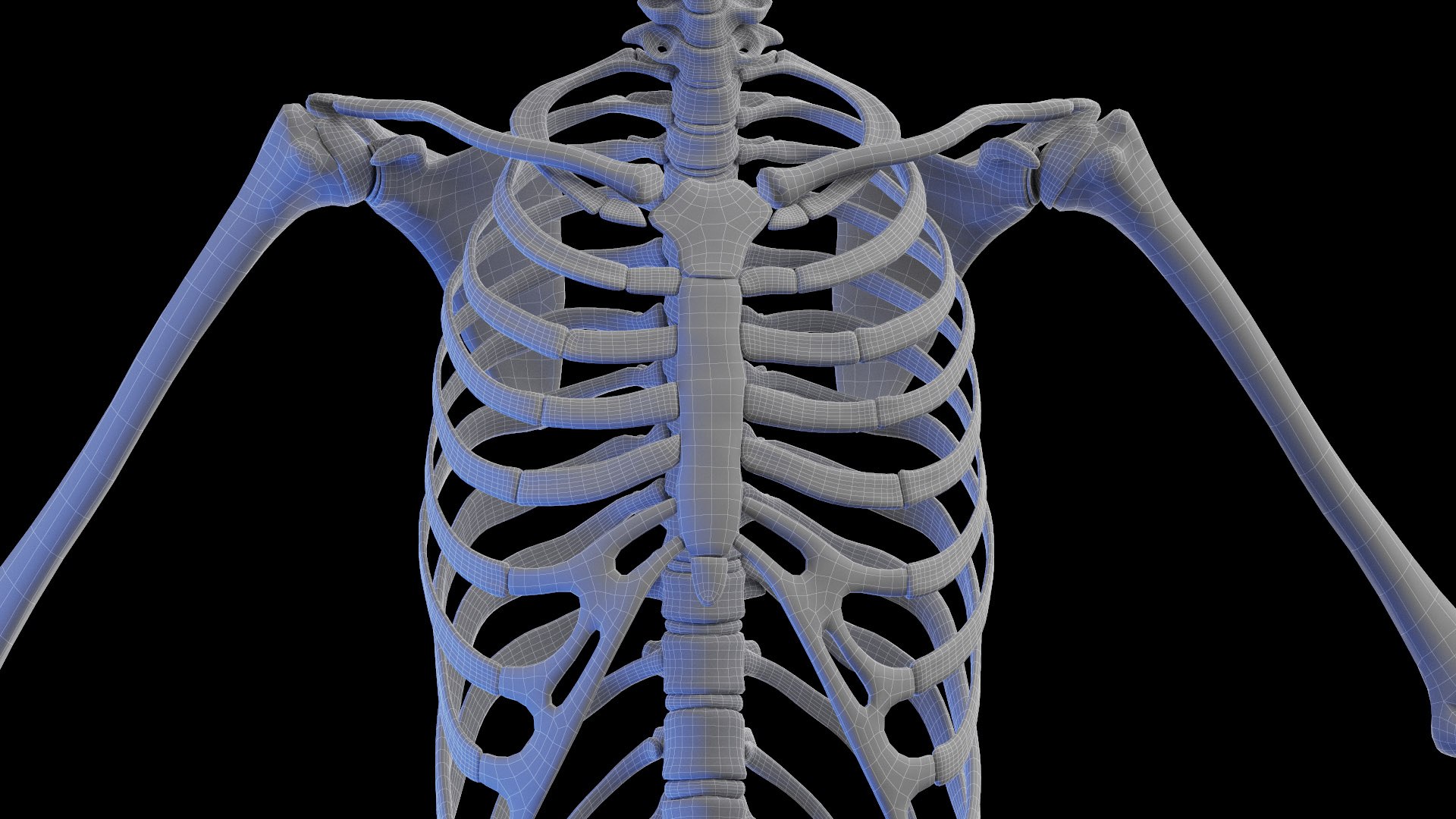 3D Human Female Skeletal System - TurboSquid 2010334