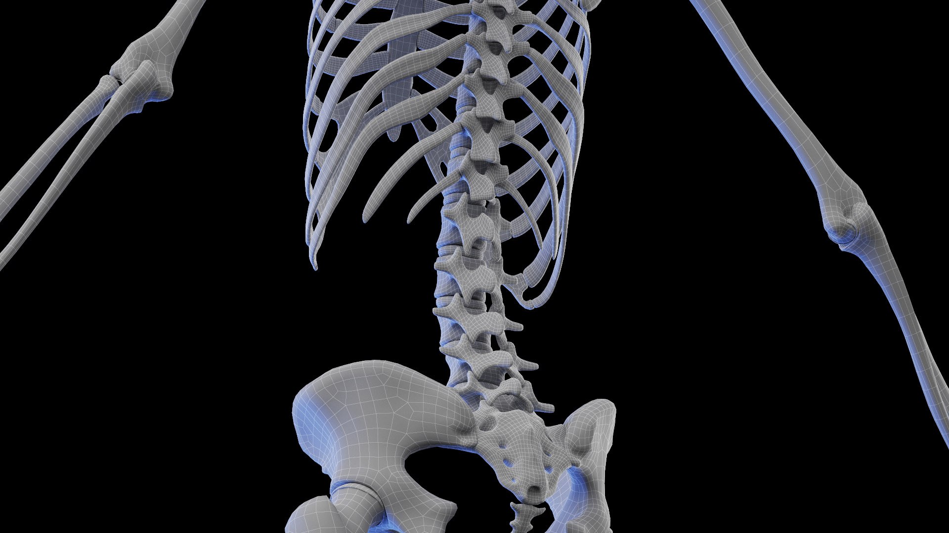 3D Human Female Skeletal System - TurboSquid 2010334