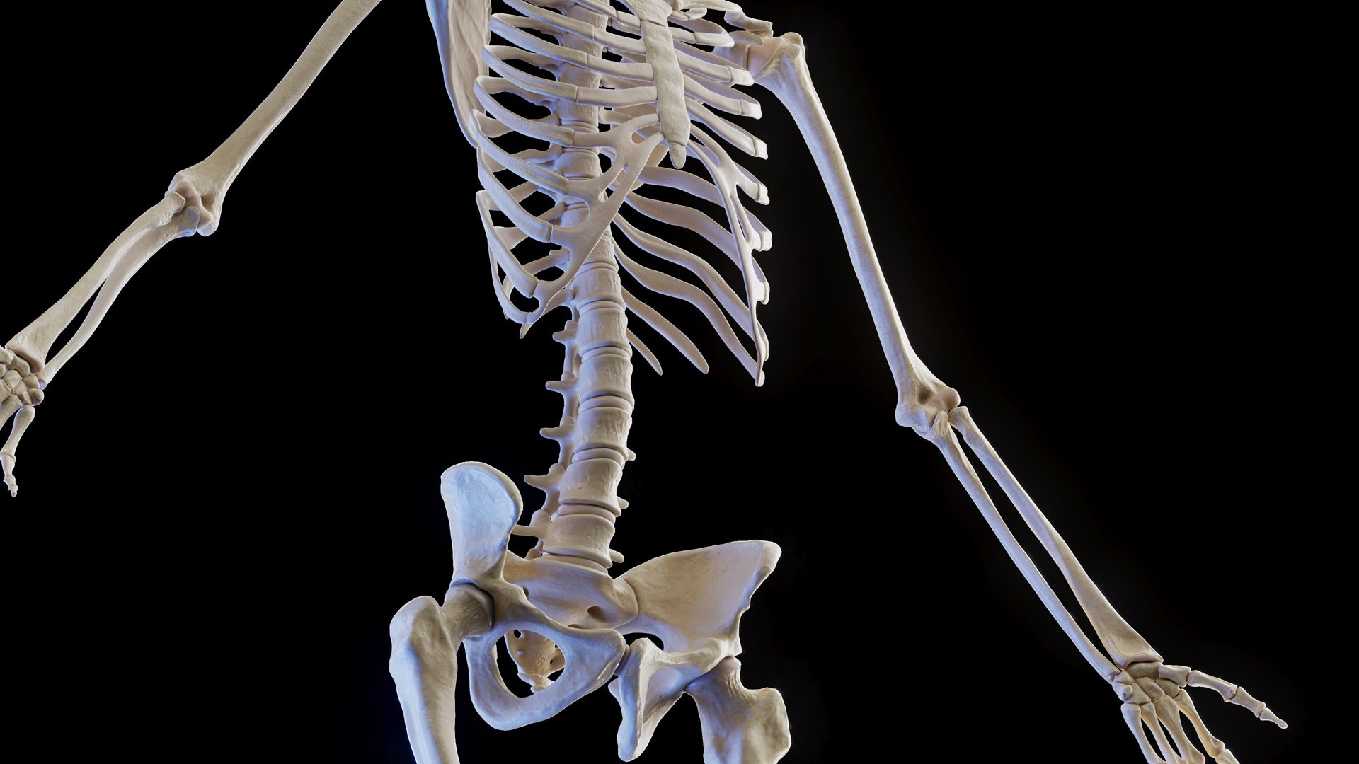 3D Human Female Skeletal System - TurboSquid 2010334