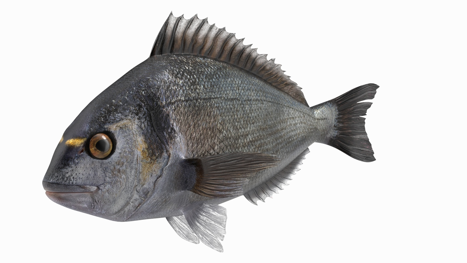 3D Dorada Fish Model - TurboSquid 2443587