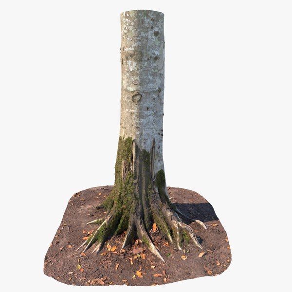 Tree Trunk 3D Models for Download | TurboSquid