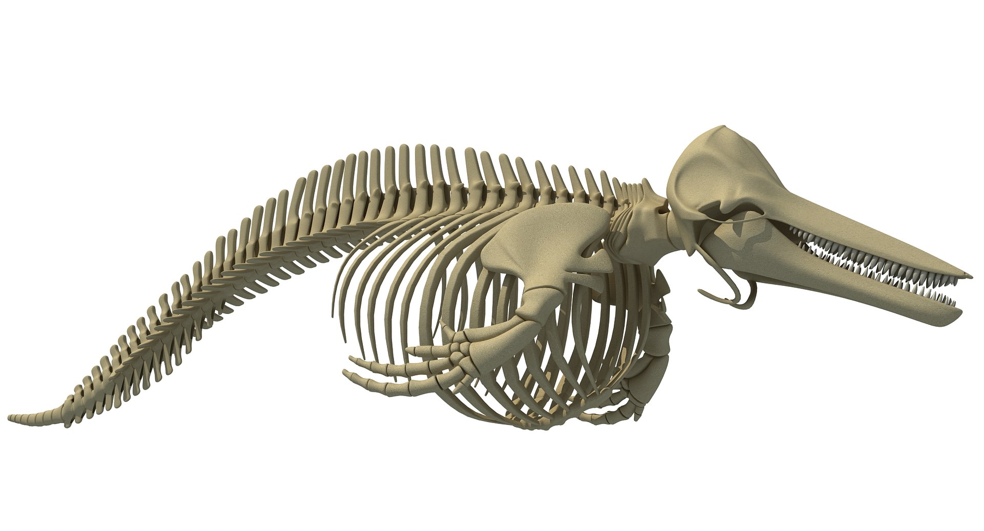 Blue Whale Skeleton Dolphin 3d Model