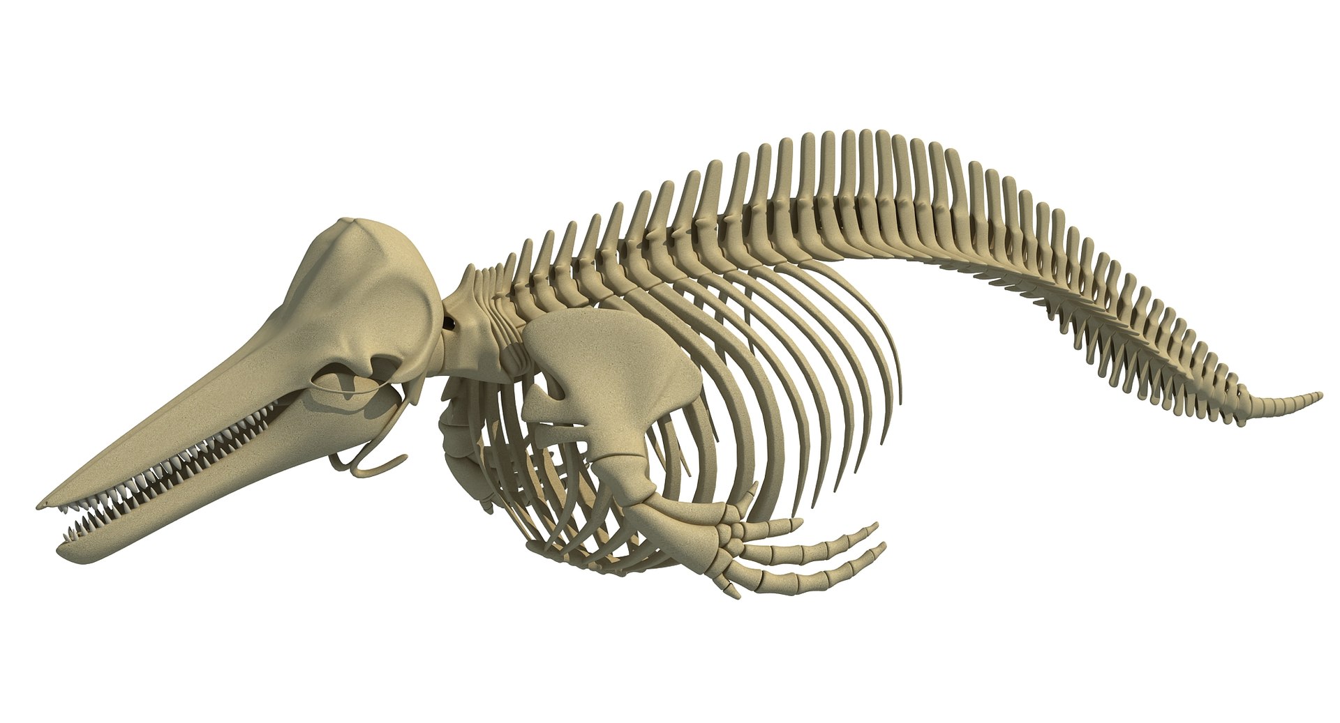 Blue Whale Skeleton Dolphin 3d Model