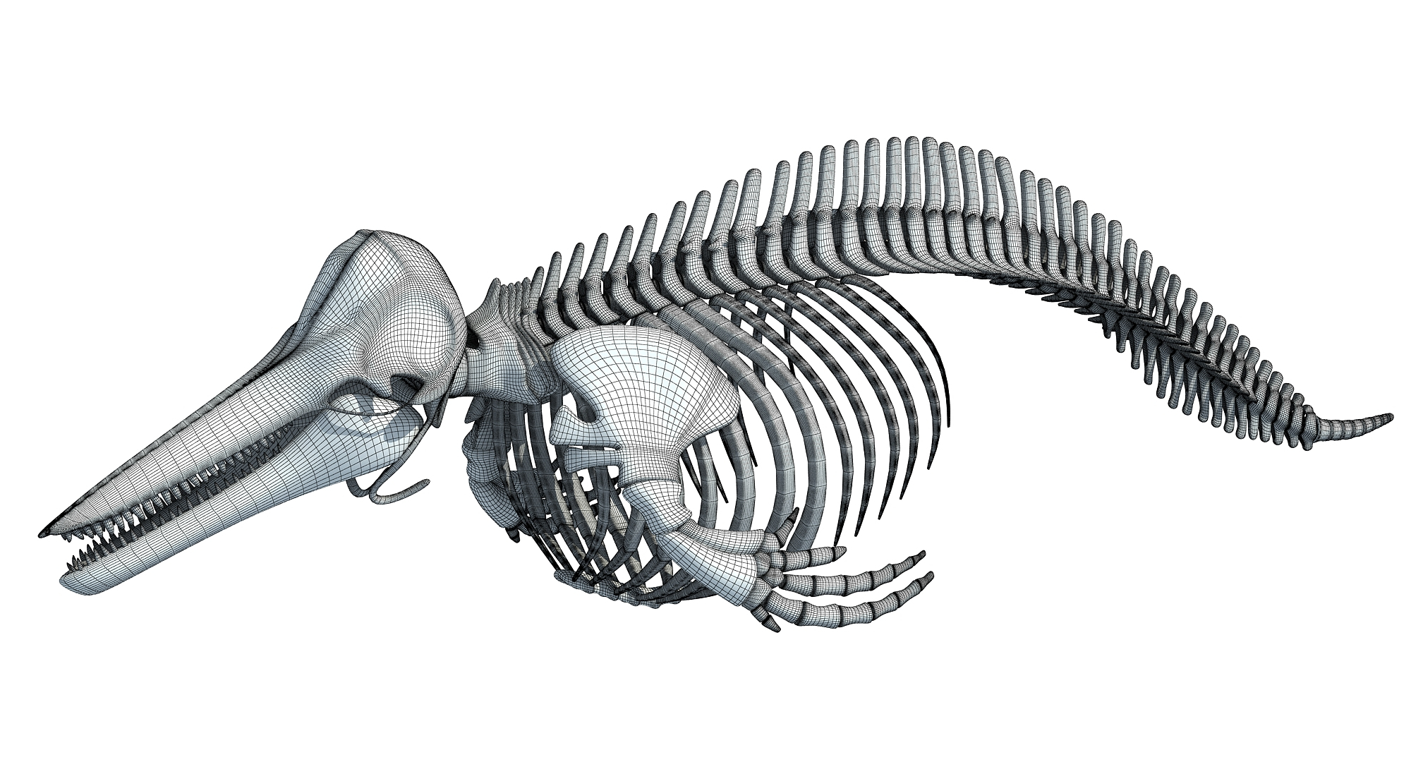 blue whale skeleton dolphin 3d model