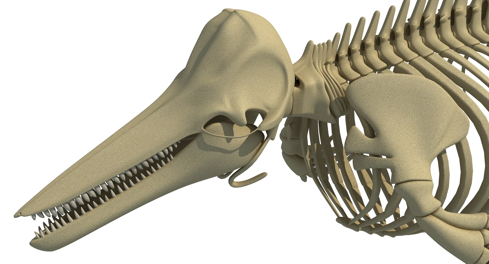 Blue Whale Skeleton Dolphin 3d Model
