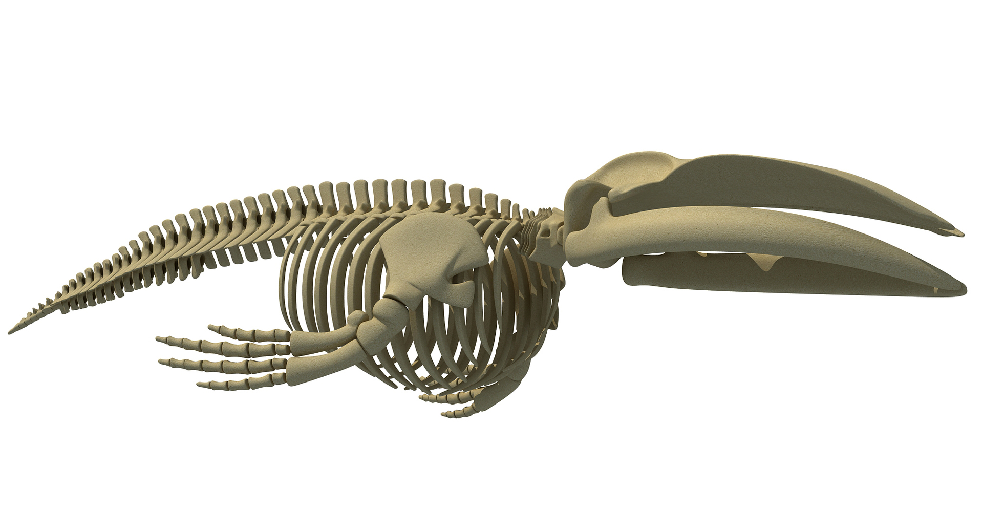 blue whale skeleton dolphin 3d model