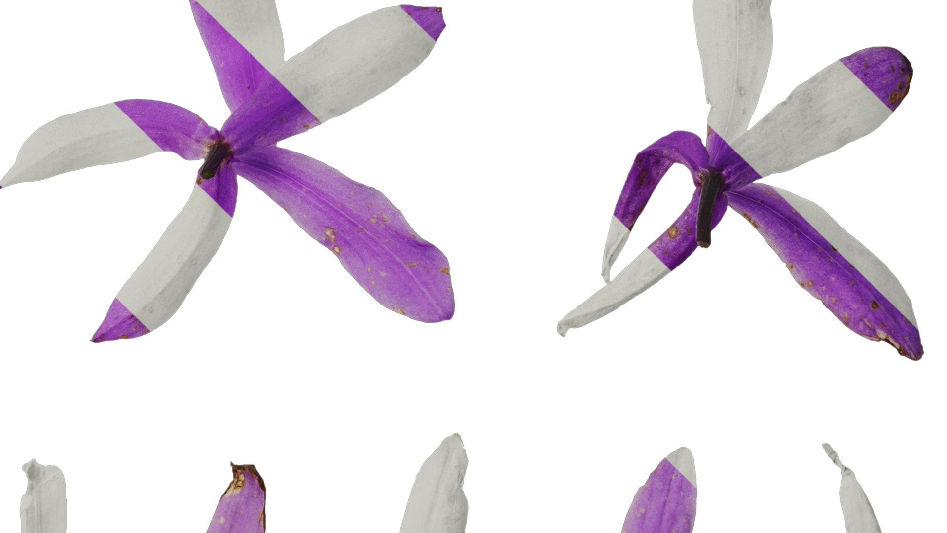 Anydrafts Bletilla Striata Flower 01 Textures 3D Model - TurboSquid 2352755