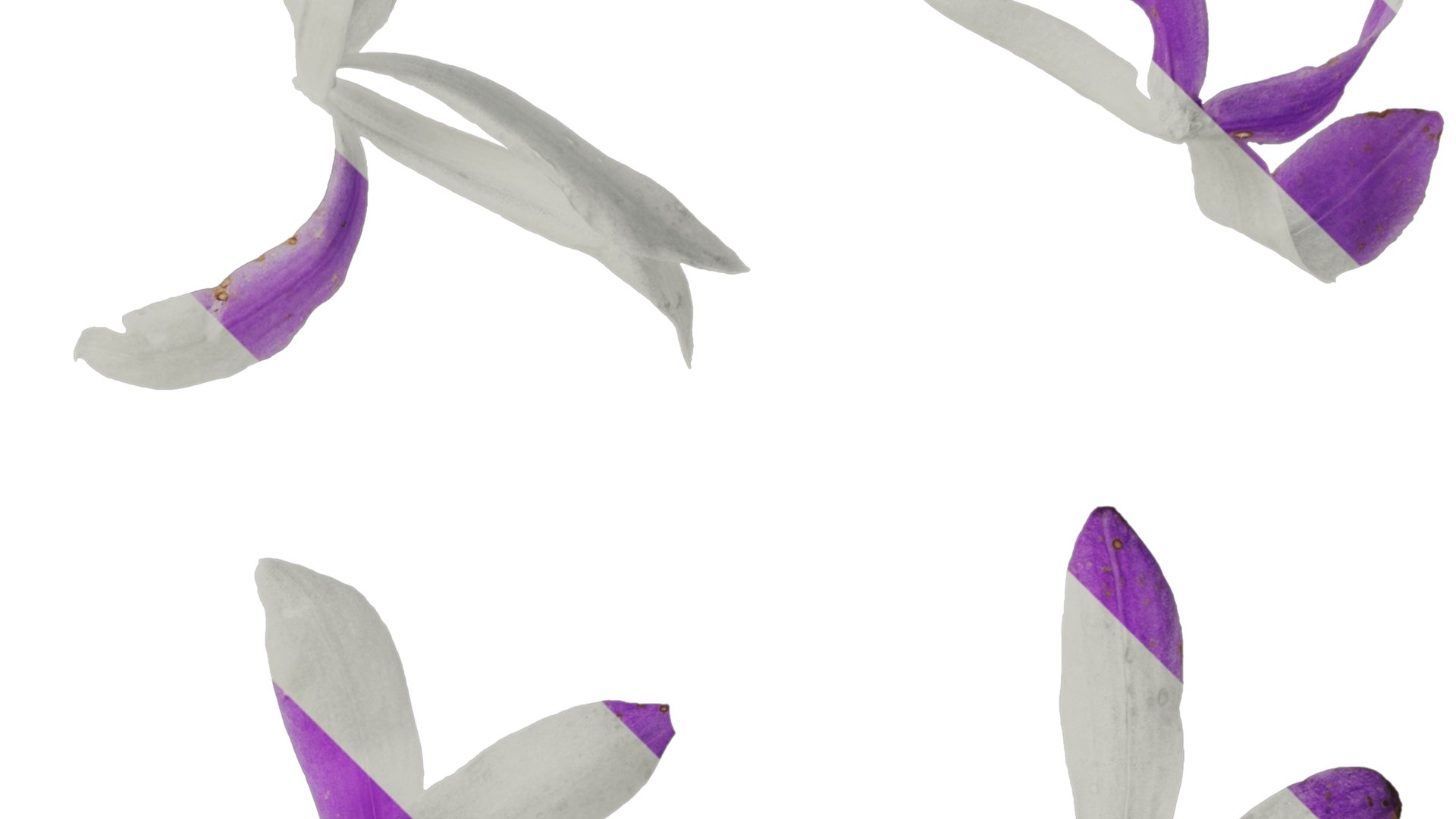 Anydrafts Bletilla Striata Flower 01 Textures 3D Model - TurboSquid 2352755