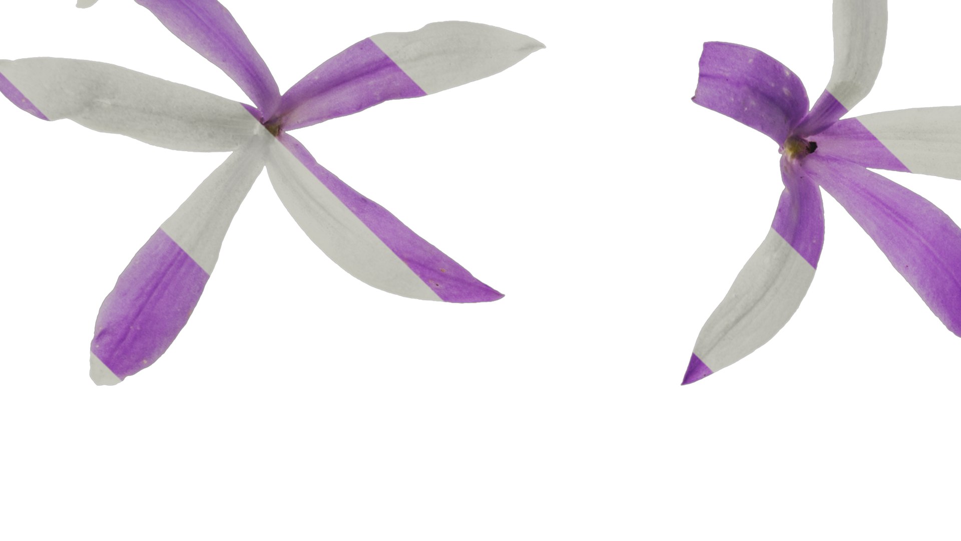 Anydrafts Bletilla Striata Flower 01 Textures 3D Model - TurboSquid 2352755