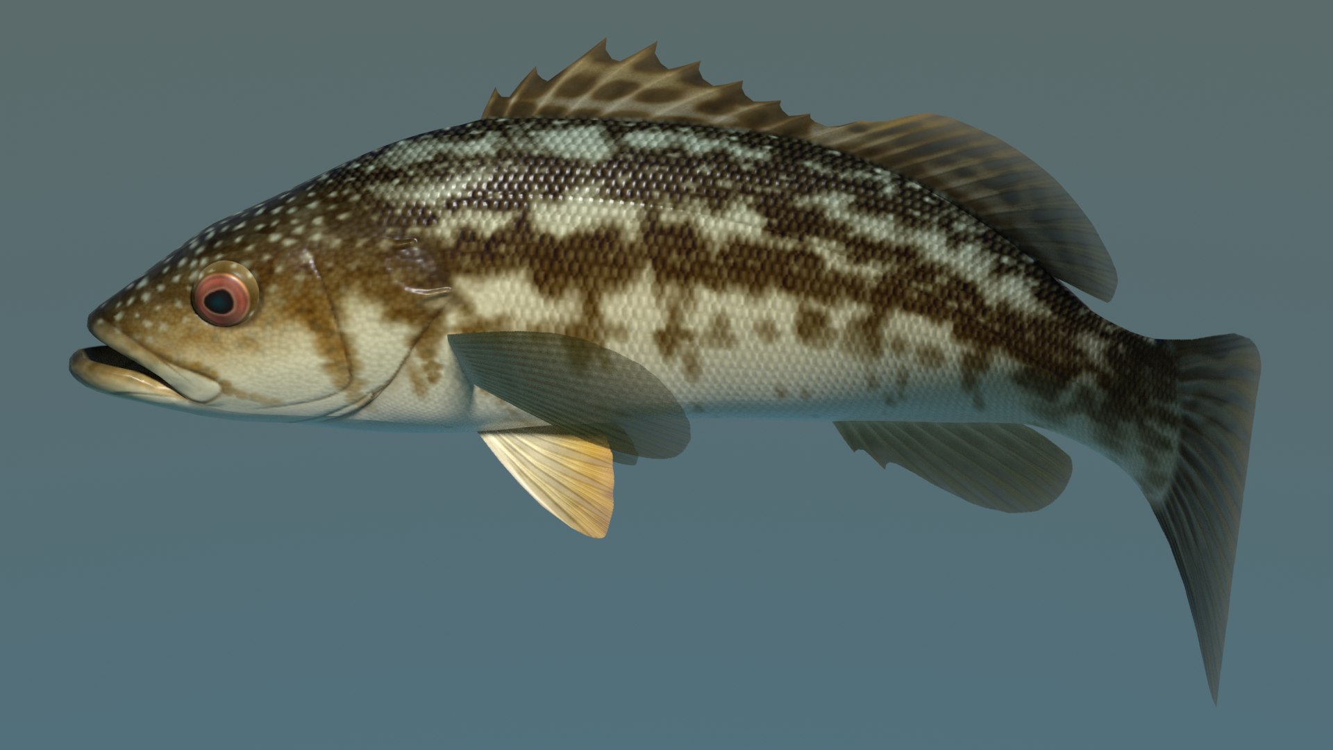 3d kelp bass model