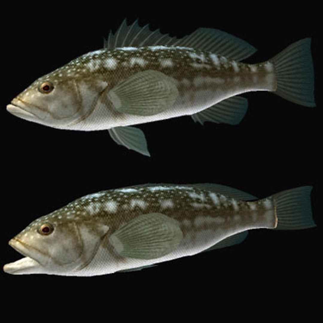 3d kelp bass model