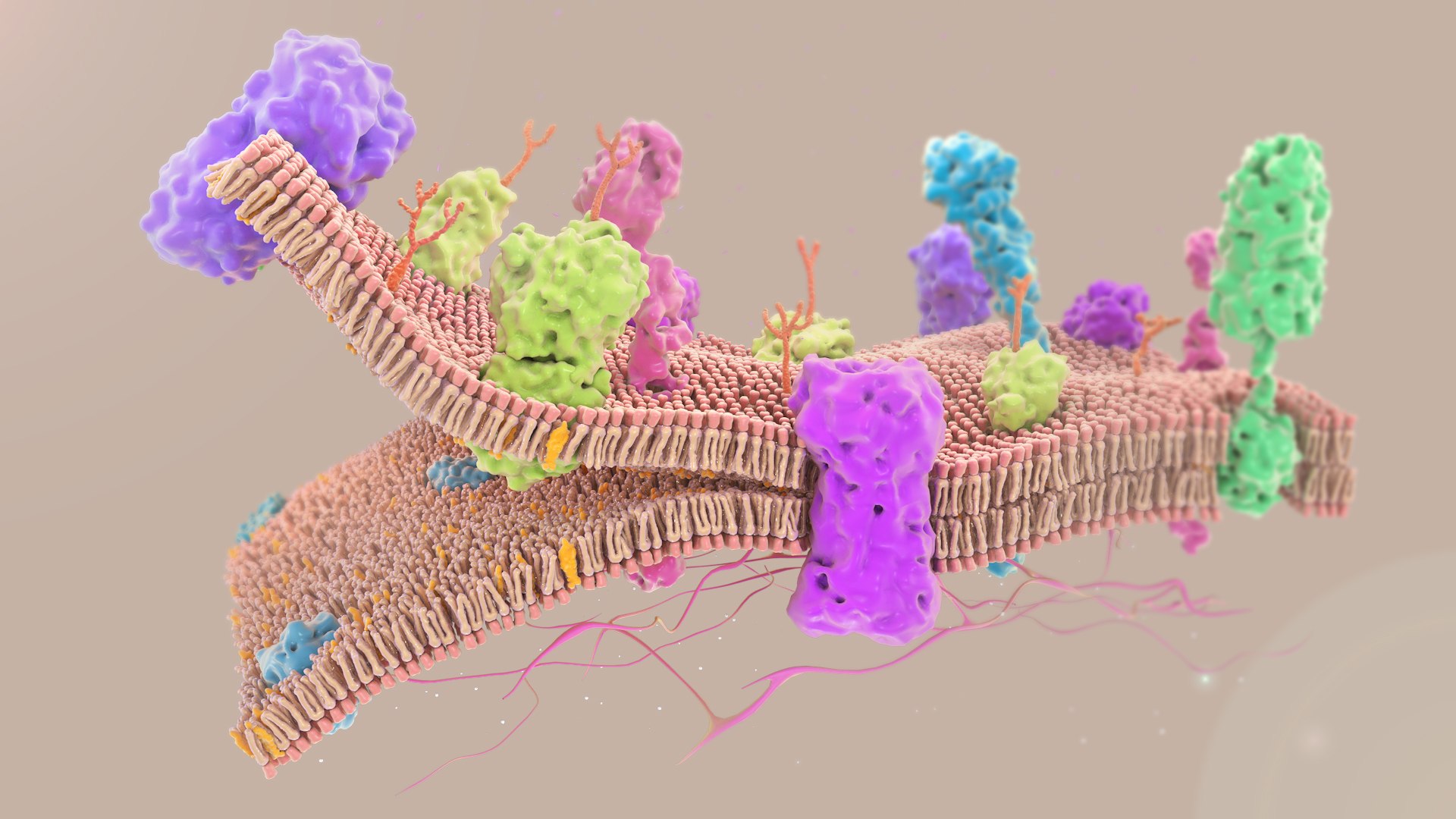 cell membrane 3d