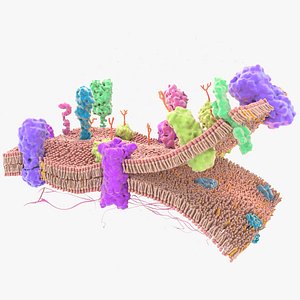 cell membrane 3d
