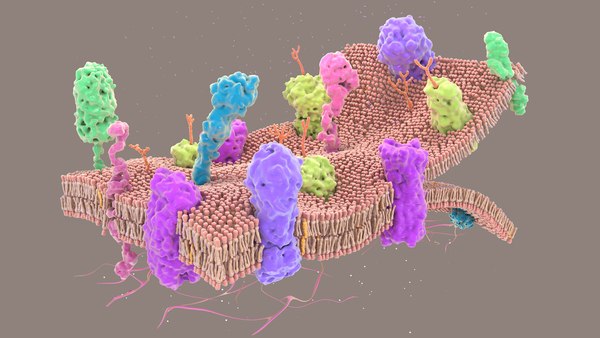 modelo 3d Membrana celular(1) - TurboSquid 2090132
