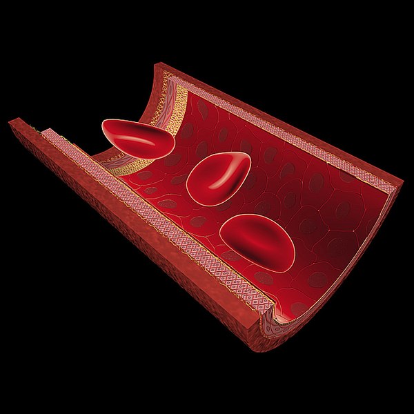 3d model artery erithrocytes