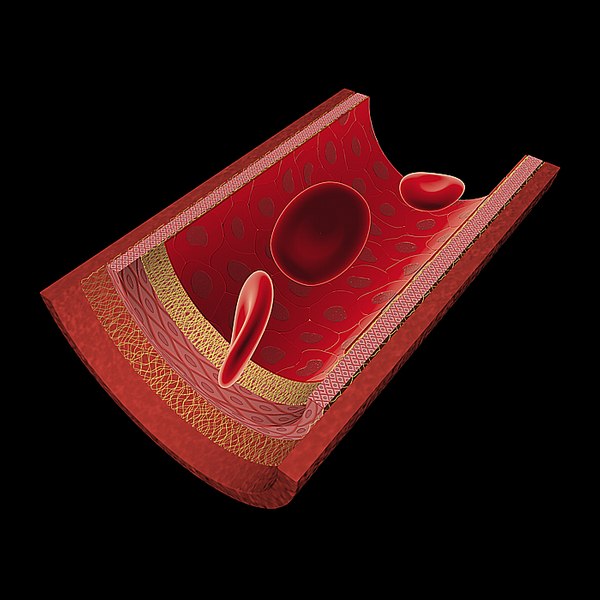 3d model artery erithrocytes