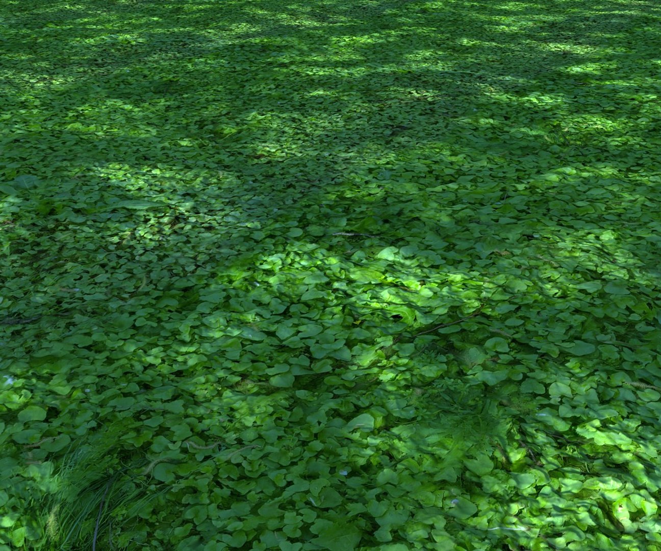 forest ground 16k hd 3d model