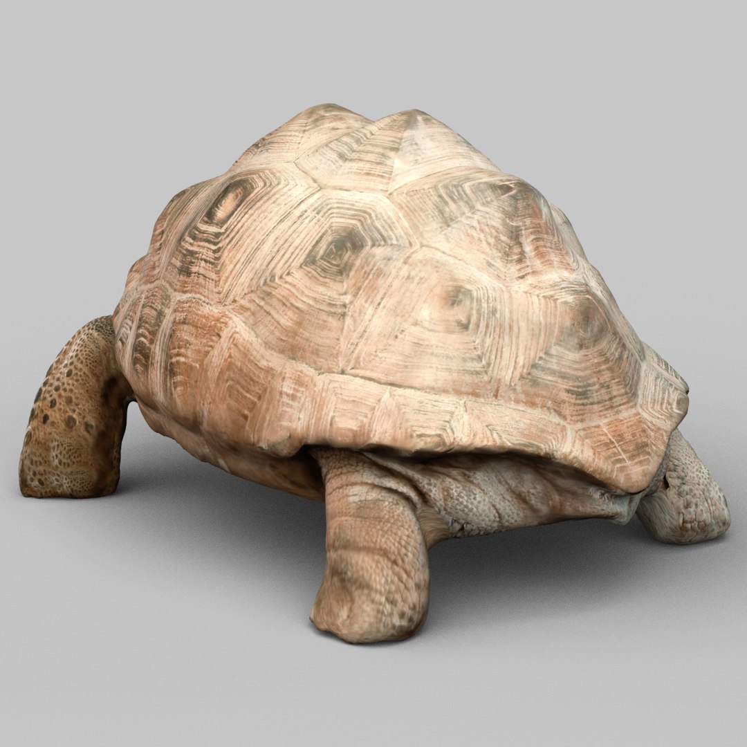 3d Turtle