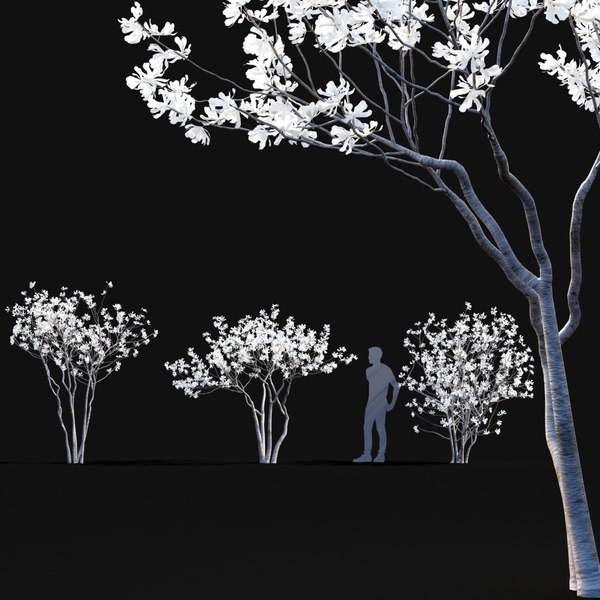 3D Magnolia Models | TurboSquid