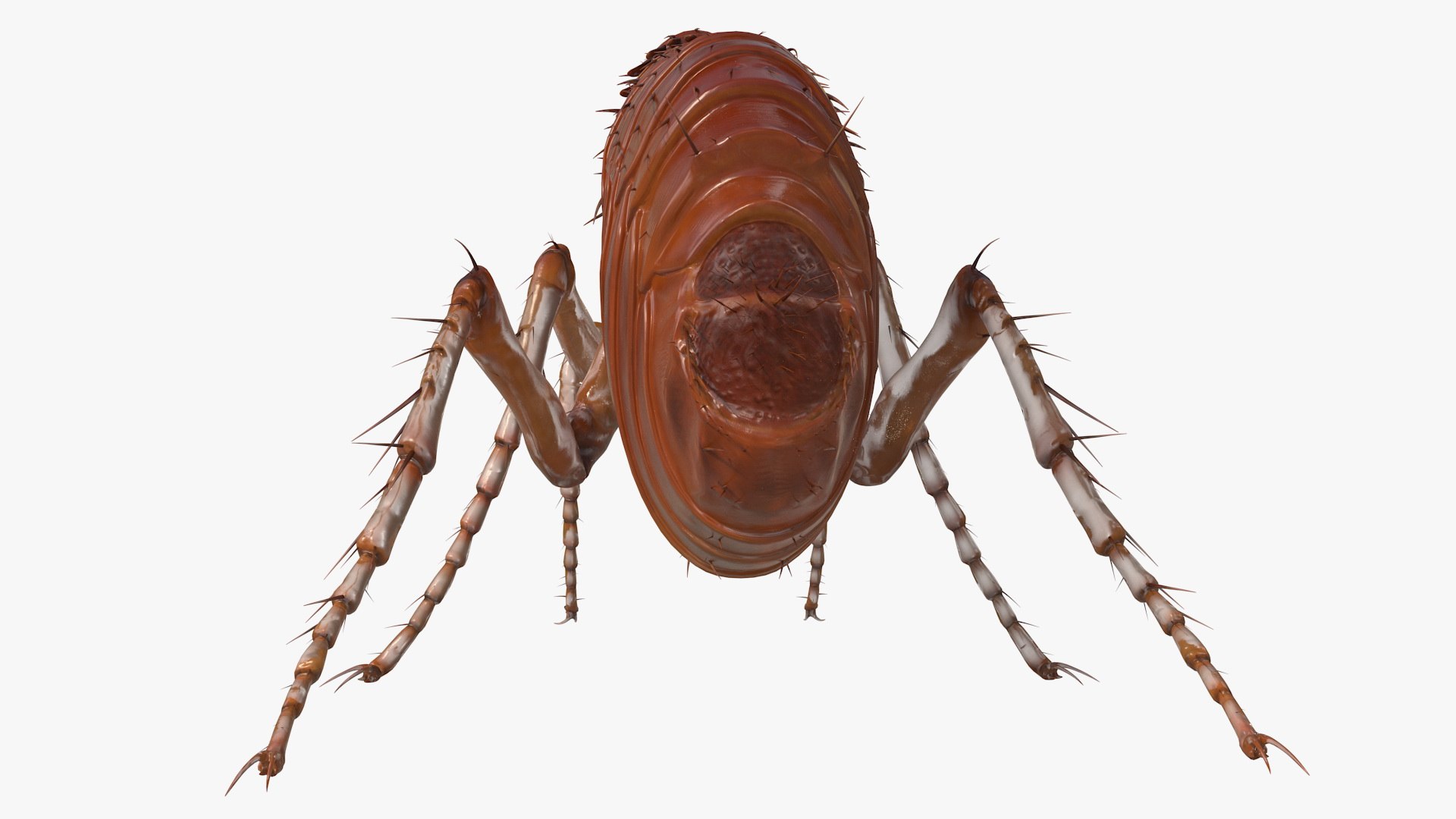Flea Insect Rigged 3D Model - TurboSquid 1585683