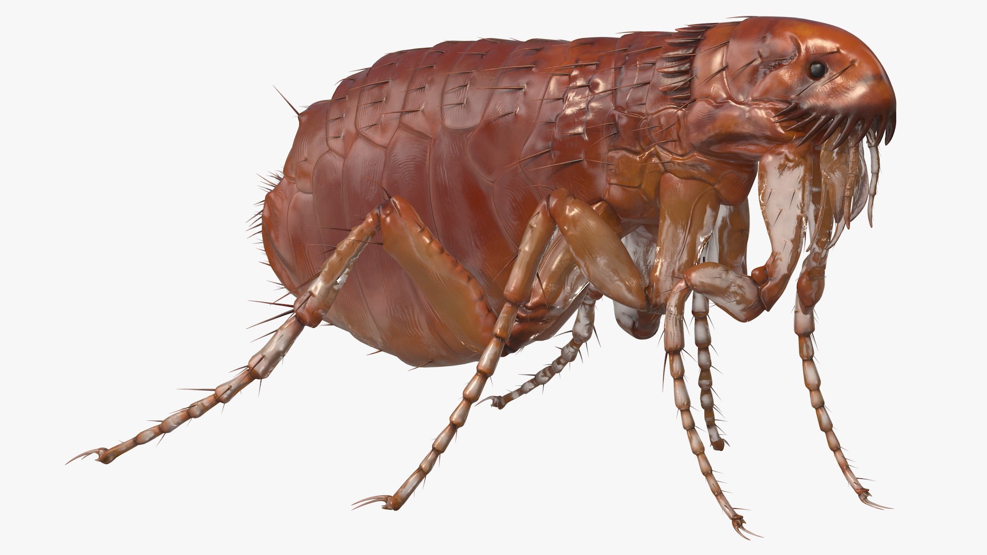Flea insect rigged 3D model - TurboSquid 1585683