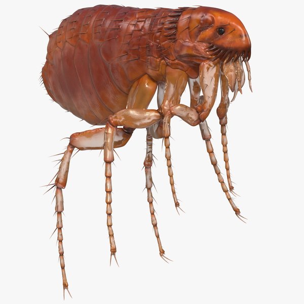 Flea 3D Models for Download | TurboSquid