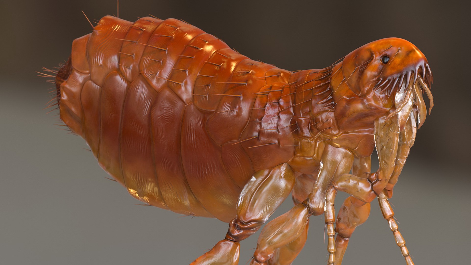 Flea Insect Rigged 3D Model - TurboSquid 1585683